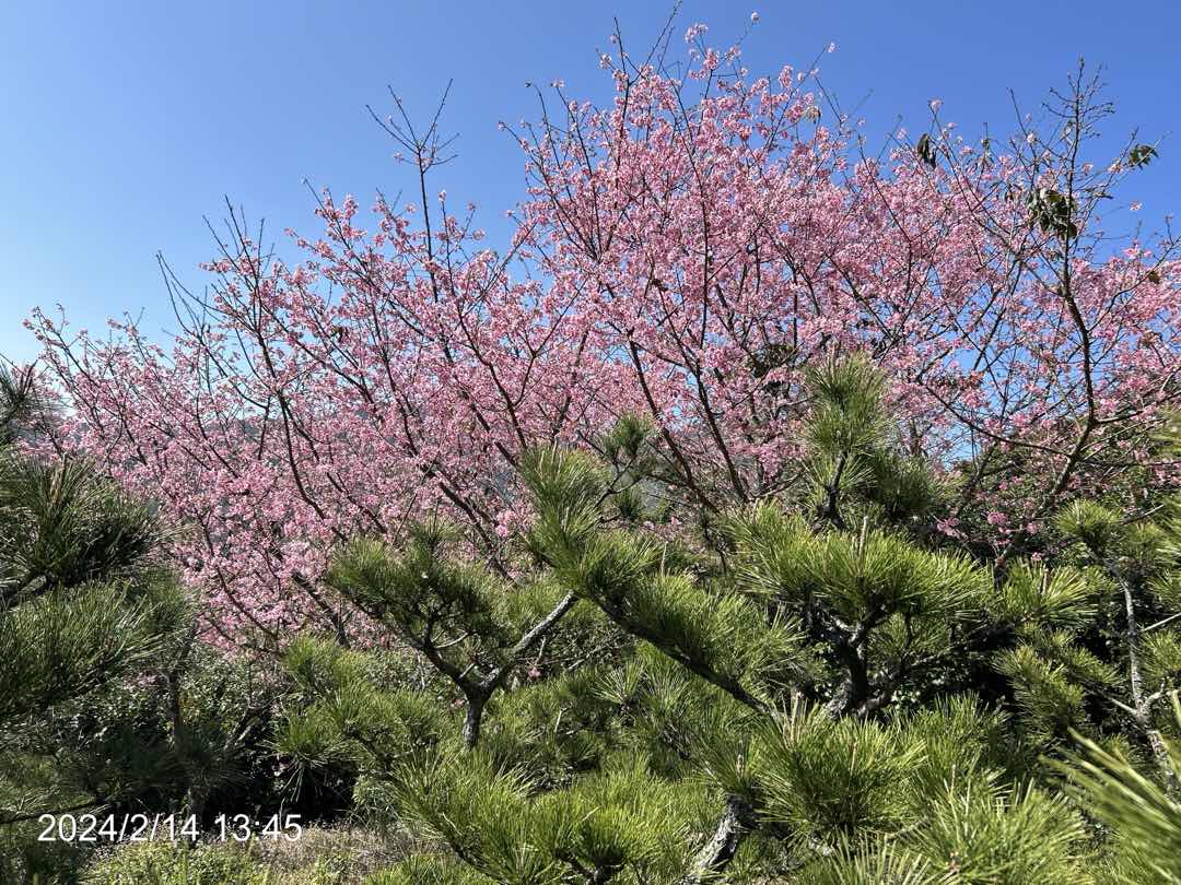 18份水圳道/湖山秘境2024/2/14 - Hikingbook